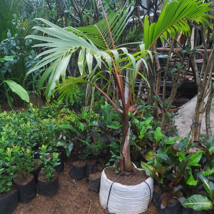 Pohon palem botol 1,5 meter | Lazada Indonesia