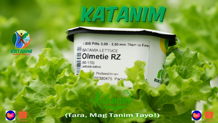 Olmetie Lettuce Seeds by Rijk Zwaan (1 tub - 1000 coated pills ...