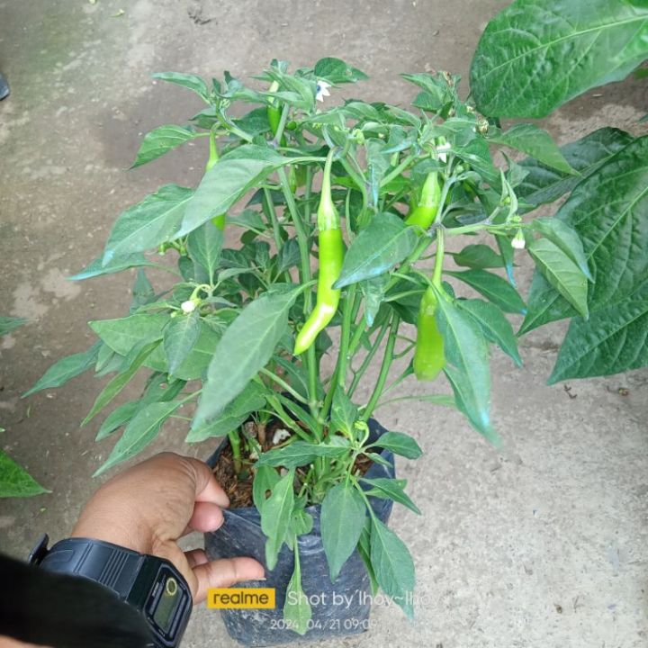 100 Pesos Sili Collection ( Siling Panigang, Siling Pang-Inasal, Siling ...