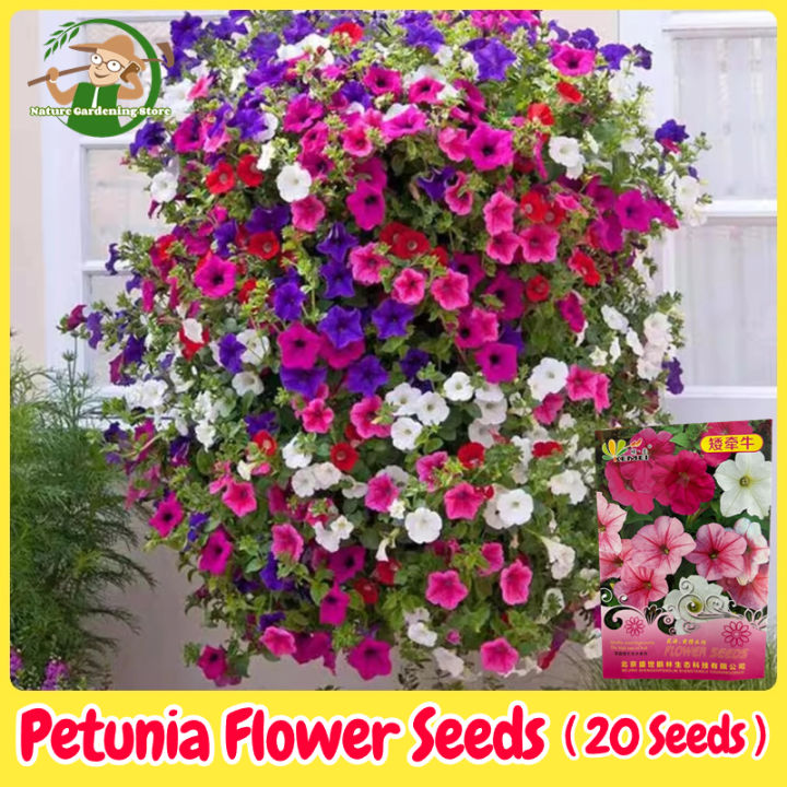 100% Legit Petunia Flower Seeds for Planting (Petunia Assorted Seeds ...