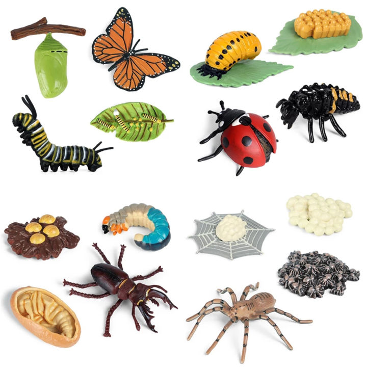 TWCEJE168 For Kid Biology Plastic Models Chicken Spider Teaching ...