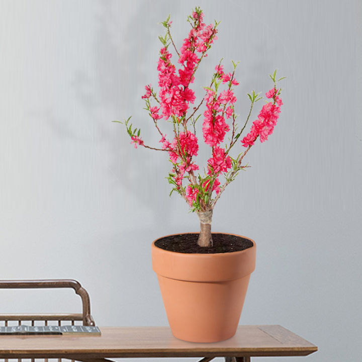Ornamental peach tree live seedlings potted real tree indoor flower ...