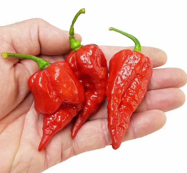 Ghost Pepper red seed ( Red Naga )world's hottest chili pepper ...
