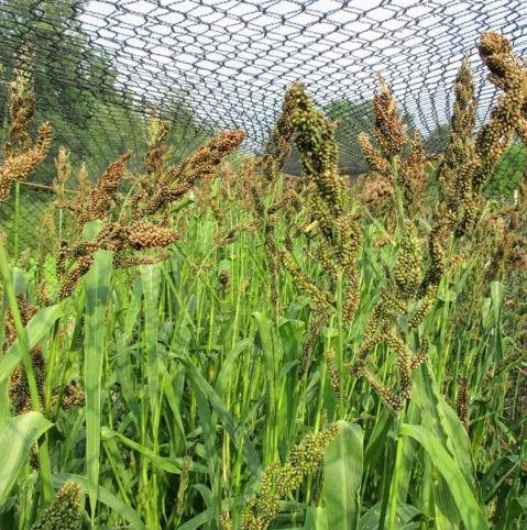 Millet grass seed water grass feed fish grass plant seeds high ...