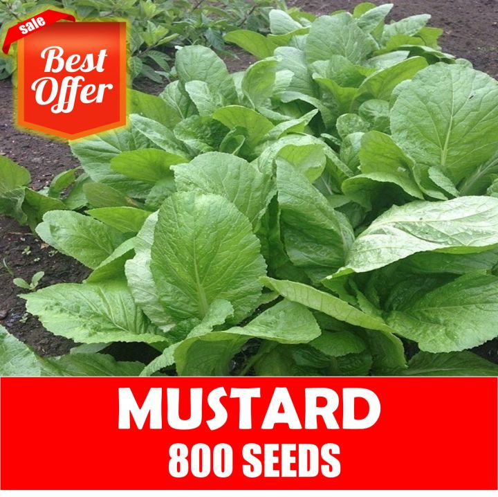 Mustard Seeds - Mustasa | Lazada PH