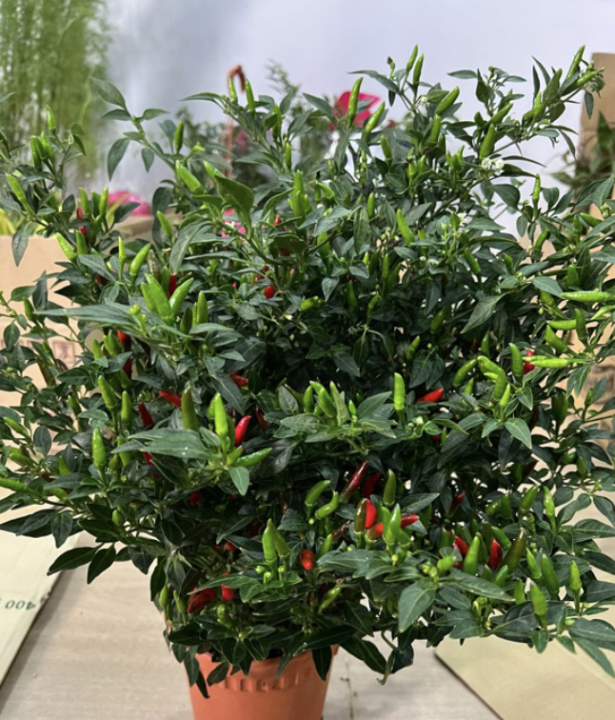 Anak Pokok Cili Rimbun dalam pasu Pedas | Lazada