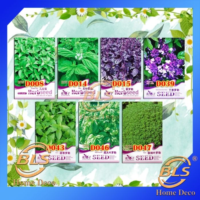 【EXPIRED】BIJI BENIH BASIL SPECIES SEEDS FLOWER GODDESS VEGETABLE FLOWER ...