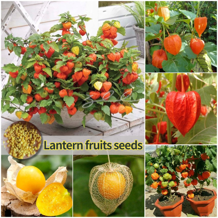 [Easy to grow in the Philippines] 70pcs Fresh Lantern Fruits Seeds ...
