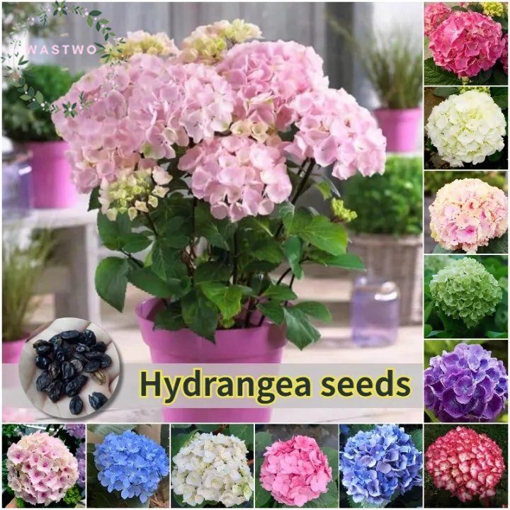 2PACK 5pcs Mixed Hydrangea Seeds Flower Seeds for Planting Flowers ...