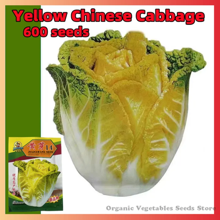 600 Seeds Early-maturing Yellow Cabbage Seeds 黄芽大白菜种子 Yellow Heart ...