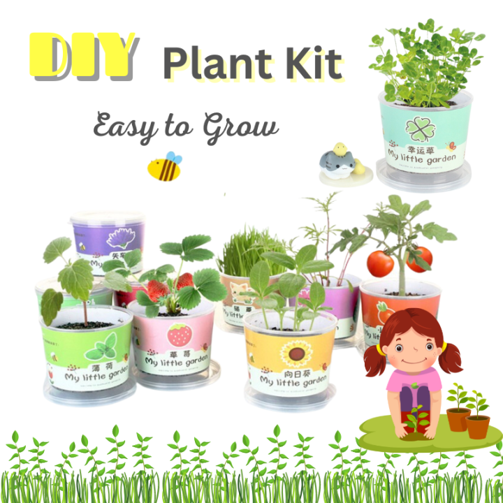 [SG] Imp House DIY Mini Plant Kit for Kids My Little Garden Series Easy ...