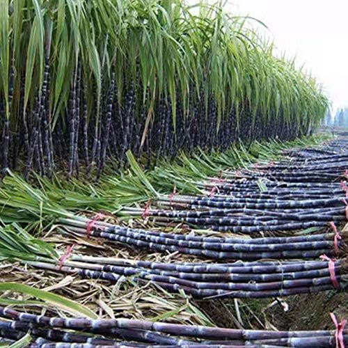 50 Seeds (buy 2 get 1 free) Giant Sugar Cane Delicious Juicy Fruit for ...
