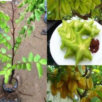 Cây khế chua DSDSF | Lazada.vn