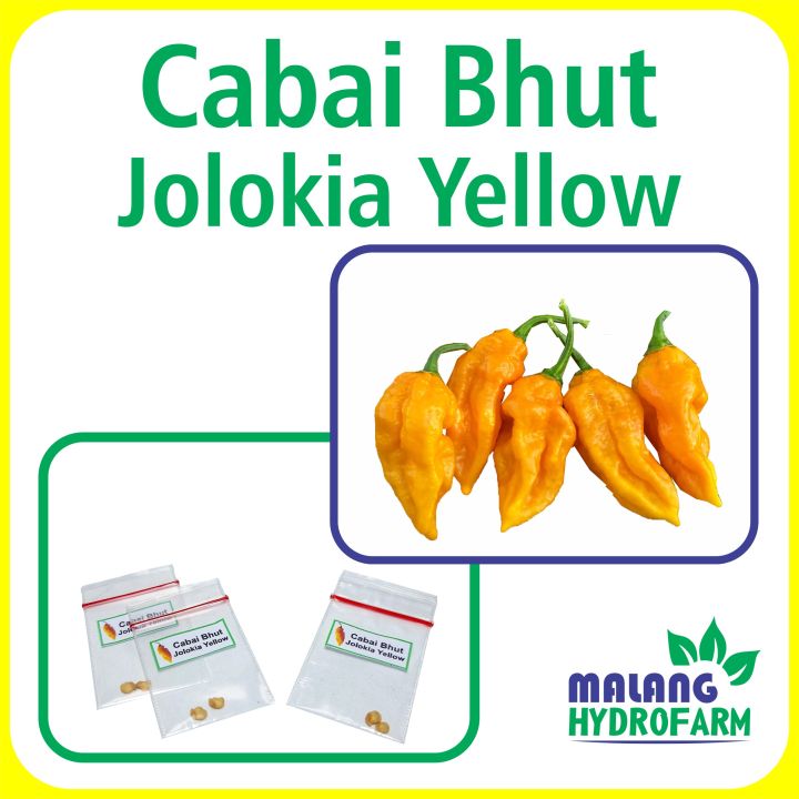 Benih Cabai Bhut Jolokia Yellow Unggulan Berkualitas biji bibit repack ...