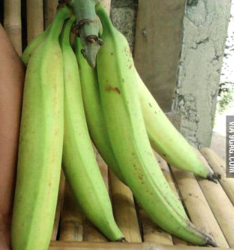 Tindok or Tondoc Banana Suwe/ Bulb (1pc) | Lazada PH