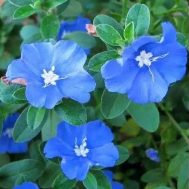 TANAMAN HIAS BUNGA BLUE EYES | Lazada Indonesia