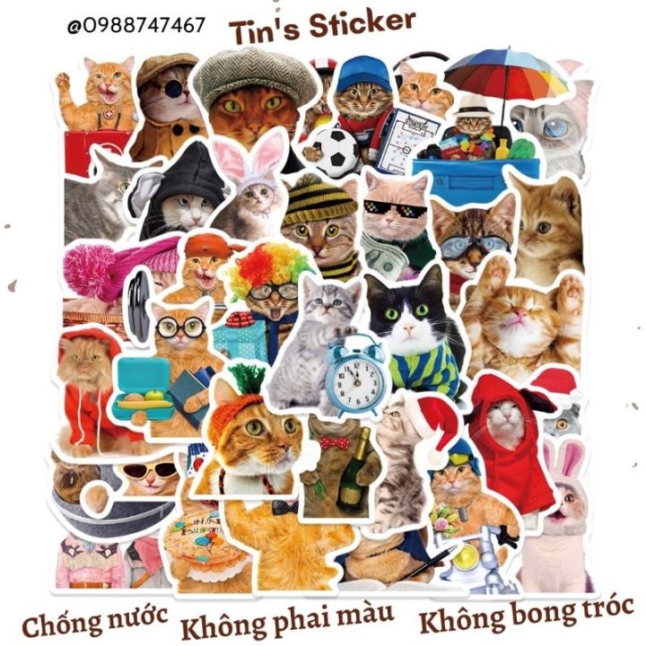 Set combo 50 miếng dán sticker mèo meme hài hước dán nón mũ bảo hiểm ...