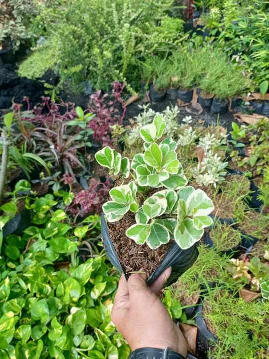 Triangularis Live Plant established and Fully Rooted | Lazada PH