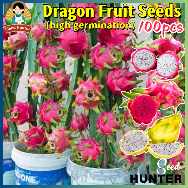 เมล็ดพันธุ์ พิทยา แก้วมังกร เมล็ดแก้วมังกร Mixed Color Dragon Fruit ...