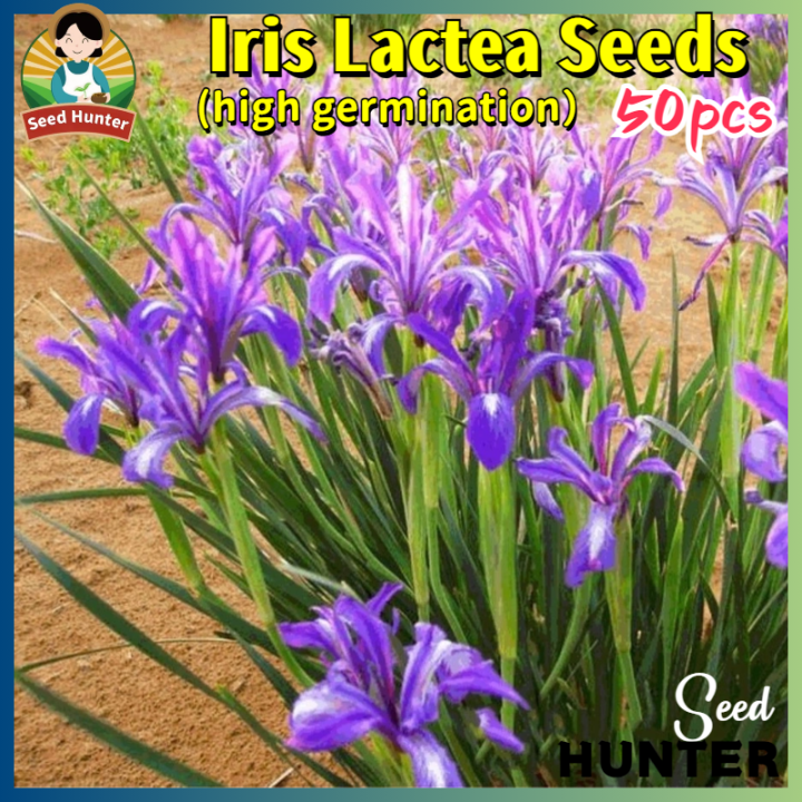 50pcs/pack Iris Lactea Bonsai Seeds Horse Orchid Flower Seeds for ...