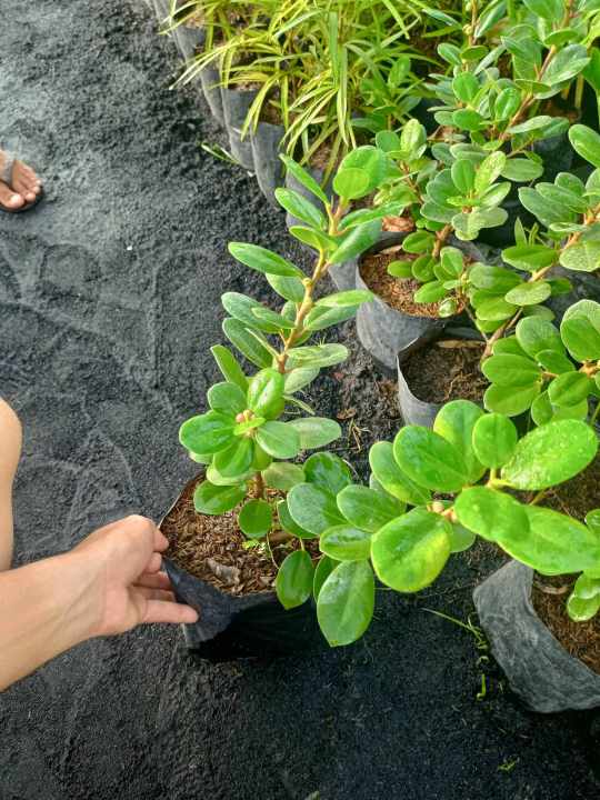 Ficus nana Money tree I Live Plants I Fully Rooted | Lazada PH