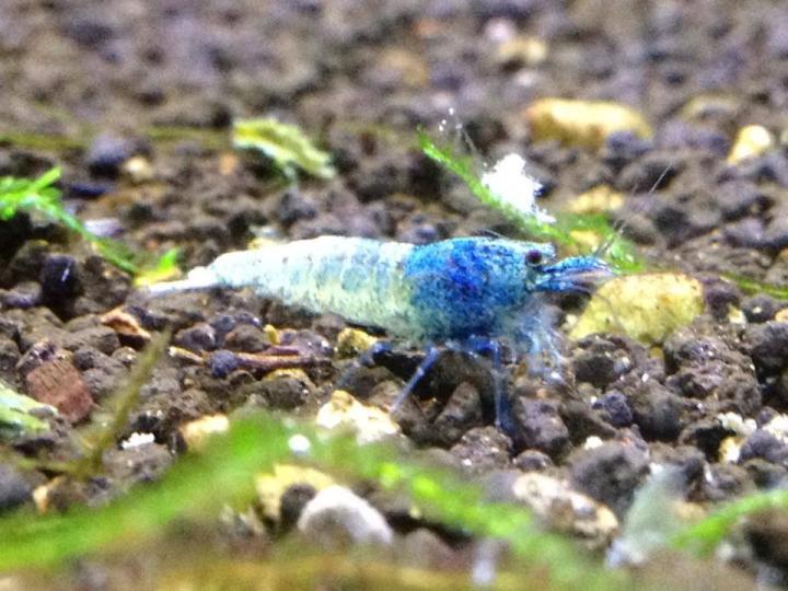 Blue Bolt Caridina Shrimp | Lazada