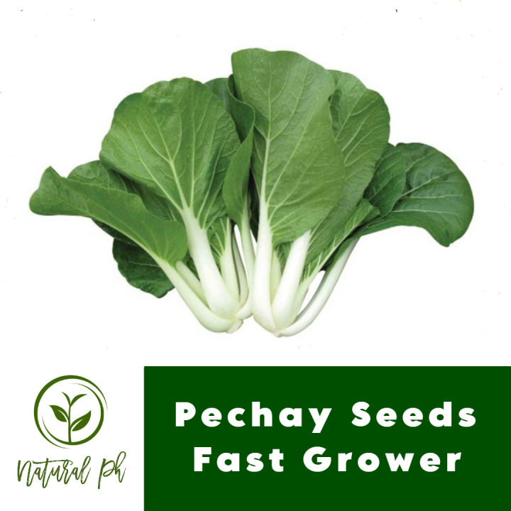 Pechay Seeds - Fast Grower (Approx. 150 Seeds) | Lazada PH