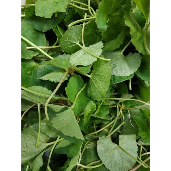 DAUN PEGAGAN SEGAR 100 GRAM / DAUN ANTANAN / PEGAGAN HERBAL | Lazada ...