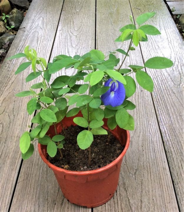 Blue ternate plant store