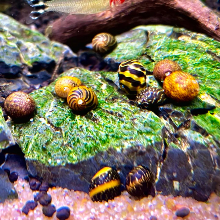 Ornamental snail, apple snail, golden snail, black diamond snail, zebra ...