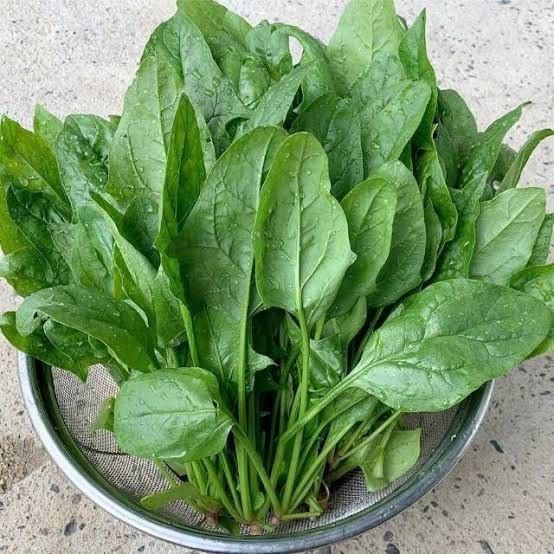 Benih Bayam Jepang "Spinach Giant Nobel" | Bibit Bayam Jepang | Lazada ...
