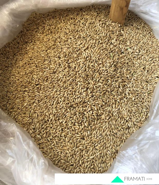 Canary Seeds (Quality Bird Seeds) 500g / 1kg | Lazada PH