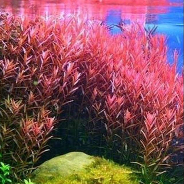 Tanaman AQUASCAPE ROTALA ROTUN RED Stemplant | Lazada Indonesia