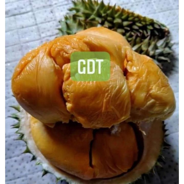 POKOK DURIAN TEMBAGA EMAS - Super Rare | Lazada