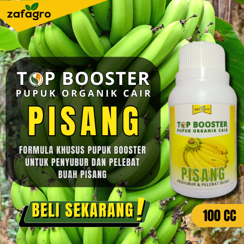 Pupuk Penyubur Pohon Pisang Pupuk Booster Pelebat Buah Pisang Pupuk Perangsang Pohon Dan Buah ...