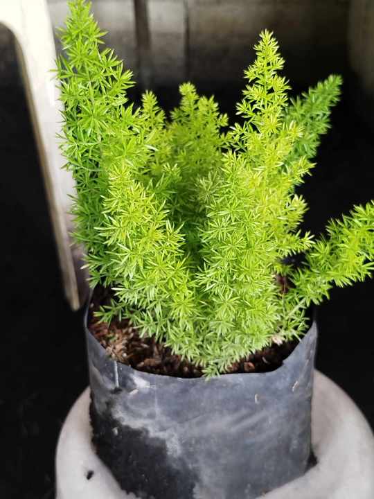 Native Fox Tail | Live Plants | | Lazada PH