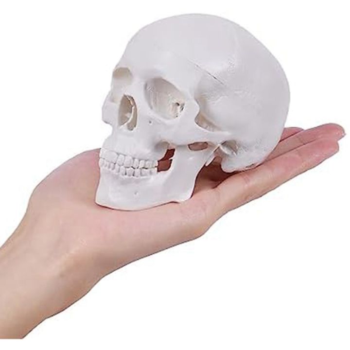 (ETPD) Mini Human Skull Model, 3 Parts Anatomical Skull Model with ...