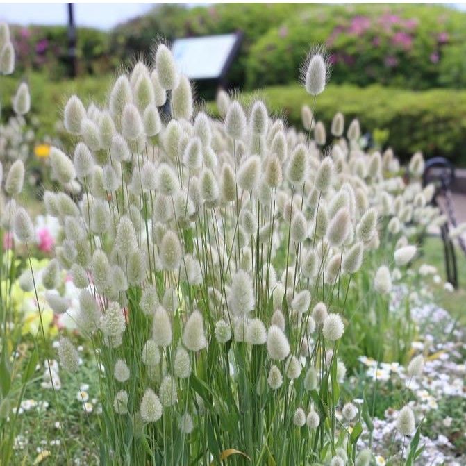 ISI PAKET: 20 Bibit Bunga Rumput Ekor Kelinci Bunny Tail Benih Tanaman ...