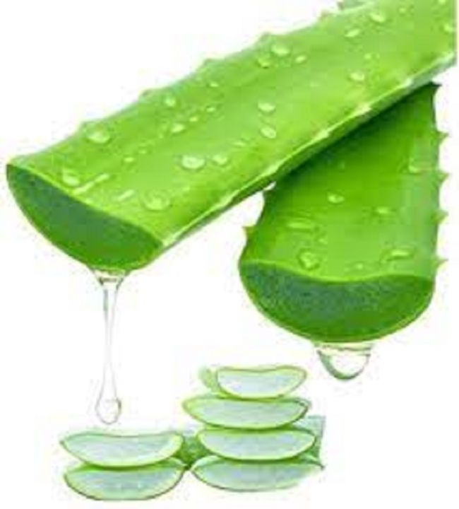 Fresh Aloe Vera leaf "Variegated Skin Miracle" (Special Variegated Type ...