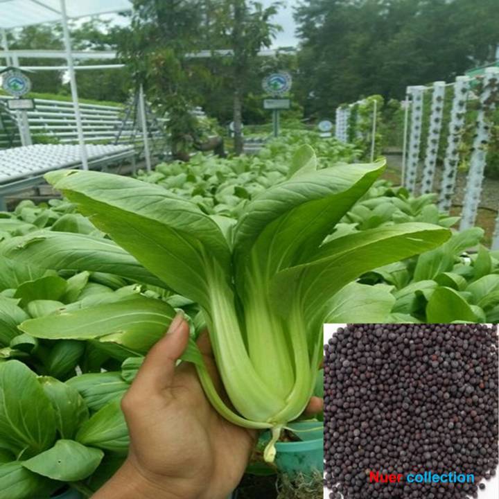benih pak choy hidroponik 700 biji | Lazada Indonesia