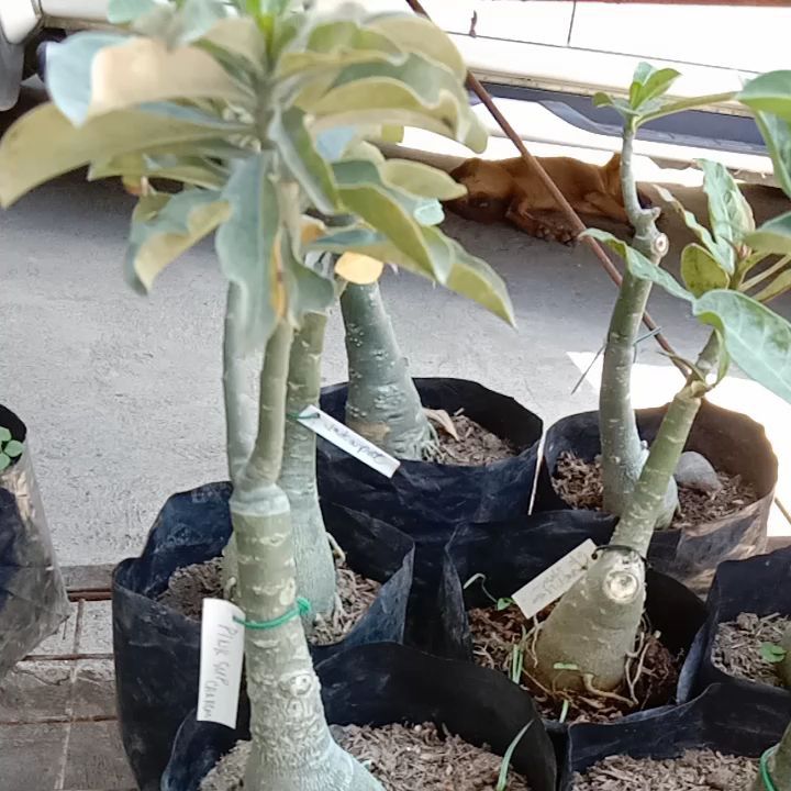 Grafted Adenium | Lazada PH