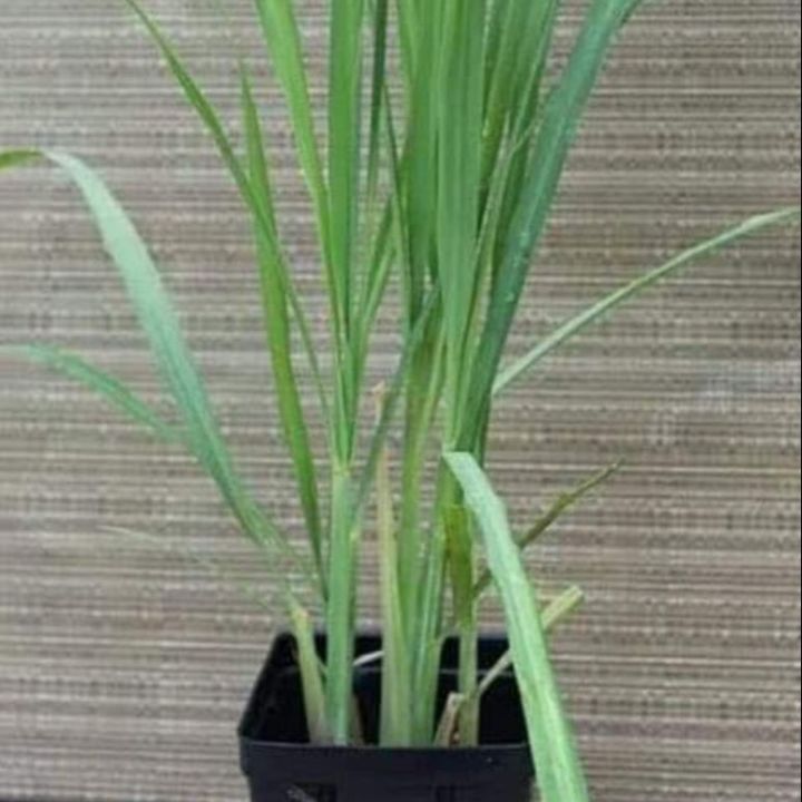 Tanglad/ Lemon grass Stalks with roots Pangtanim | Lazada PH
