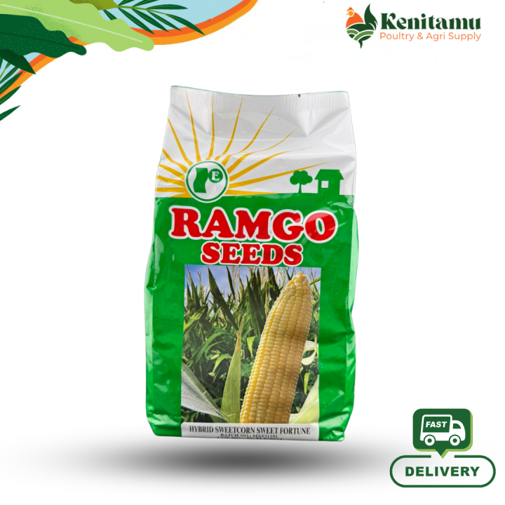 RAMGO Sweet Fortune Hybrid Sweet Corn Seeds 1kg | Premium Quality, High ...