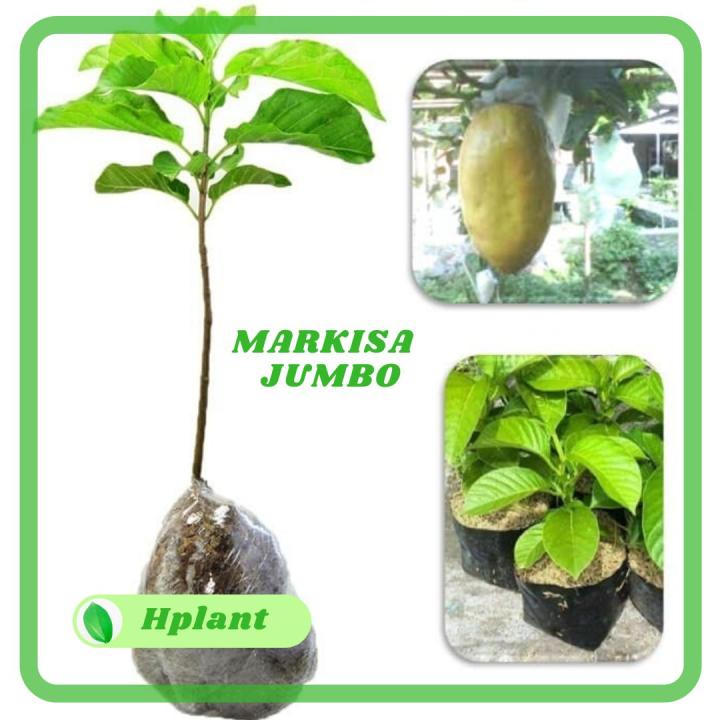 Bibit markisa jumbo - pohon markisa jumbo - markisa erbis | Lazada ...