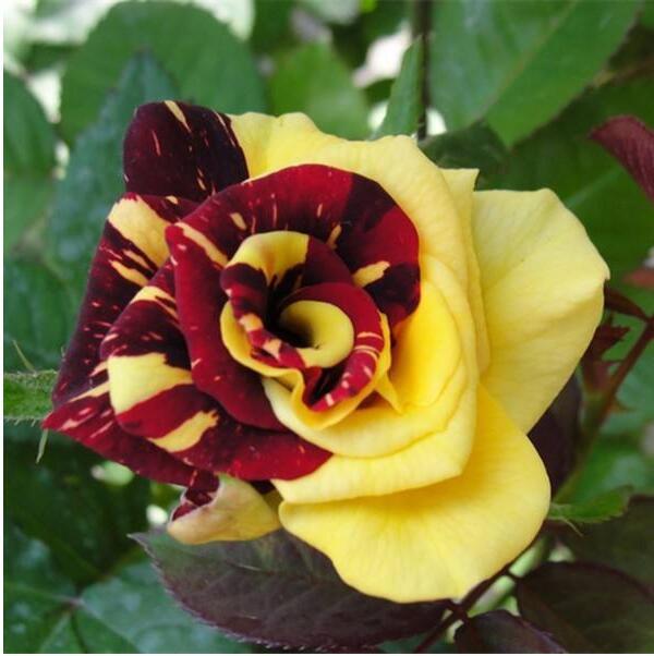 Meteor rose potted balcony courtyard purifies the air four seasons ...