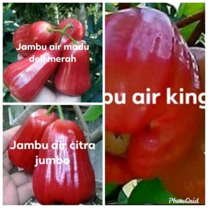 paket 3 bibit jambu madu deli merah king rose citra jumbo | Lazada ...