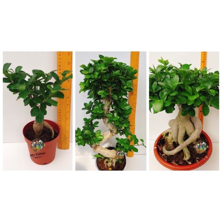 Bonsai Ficus Ginseng Mini 盆景迷你人参榕 | Lazada
