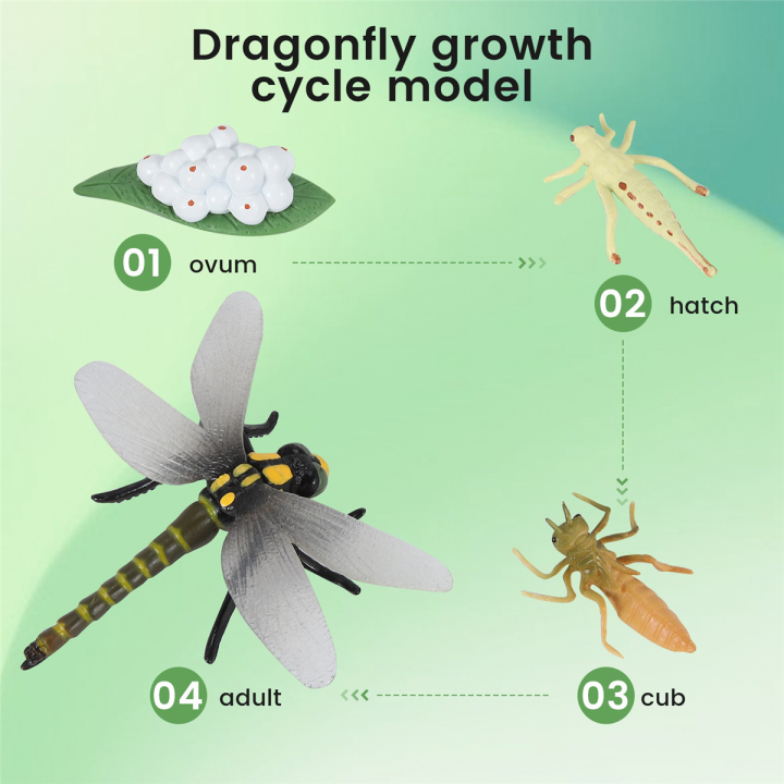 Life Cycle of A Dragonfly Insects Life Cycles Growth Model Children ...