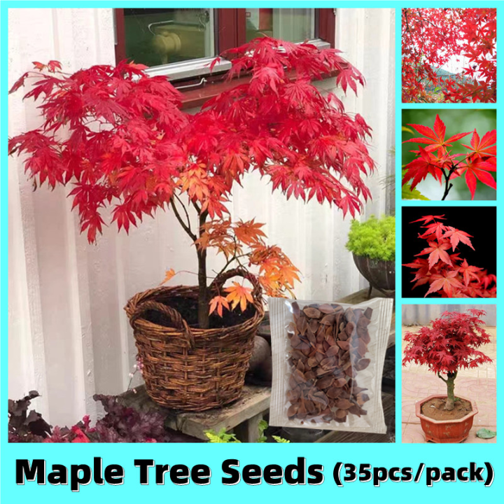 [Easy To Grow In The Philippines] 35pcs American Red Maple Tree Seeds for Planting Four Seasons ...