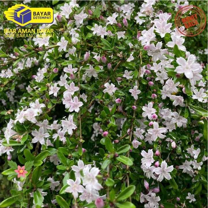 Tanaman Hias bahan bonsai bunga seribu bintang bunga hidup Asli ...